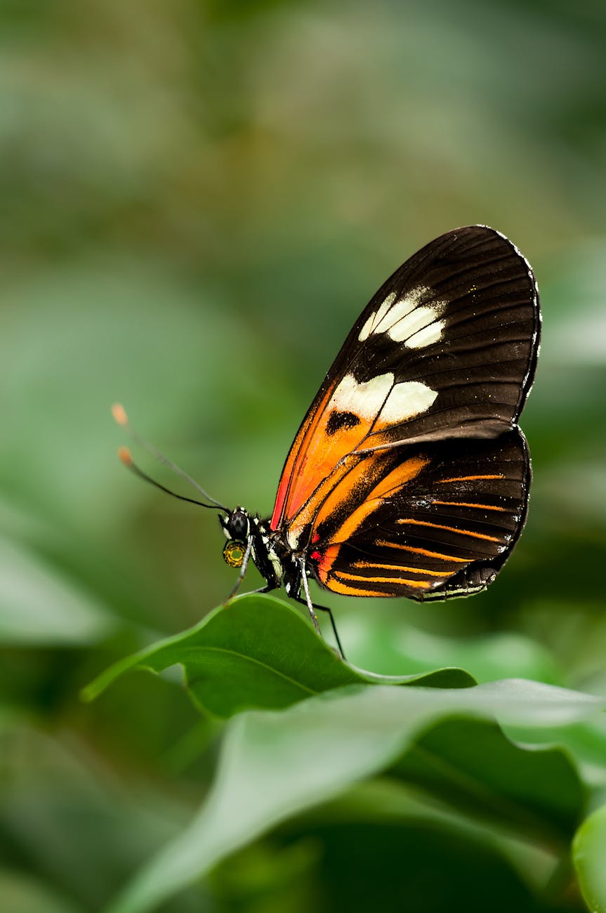 Butterfly vs Phoenix – What’s the Most Accurate Symbol for Grief ...